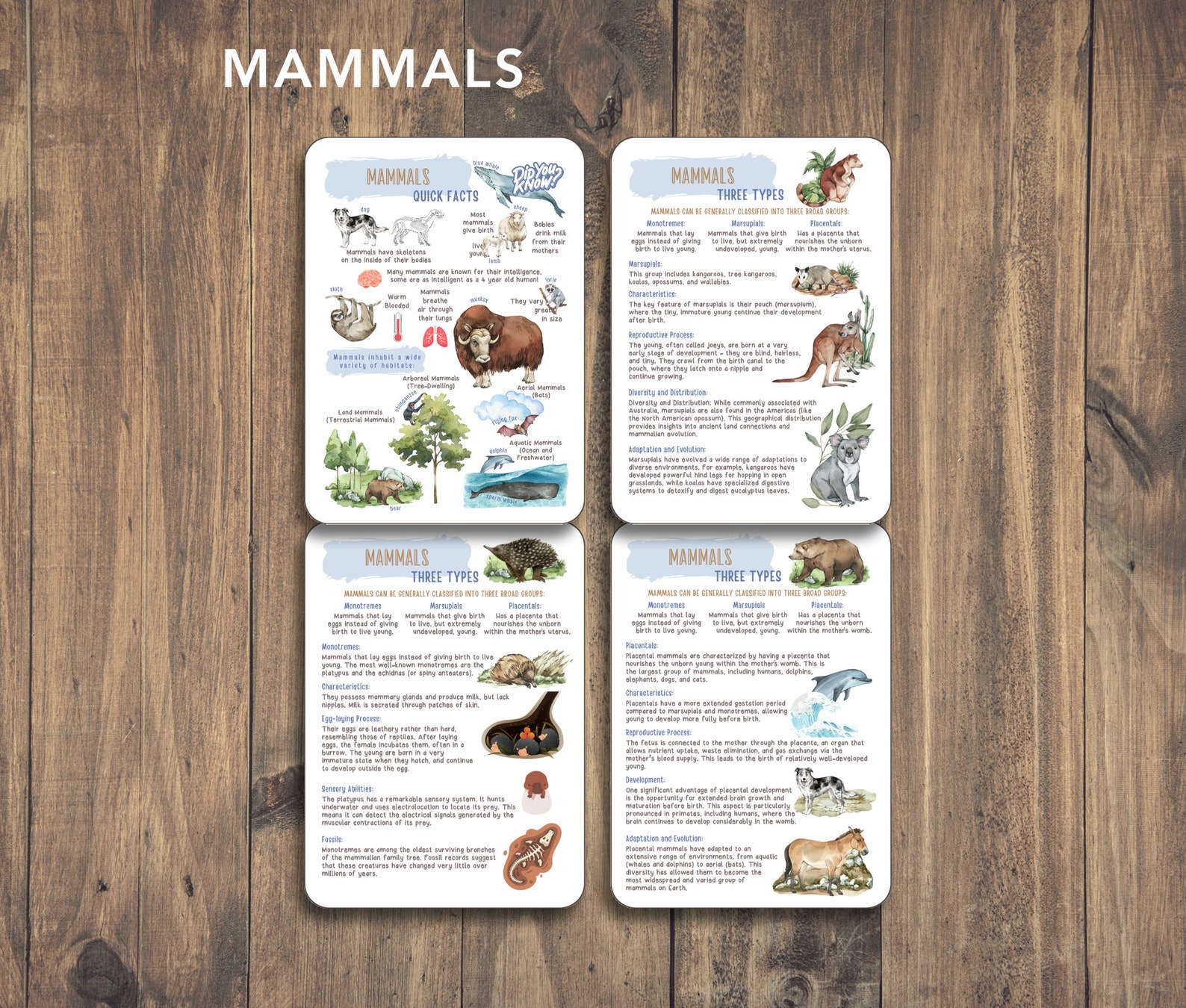 3 Unit Study BUNDLE Educational Resources for Teachers, Homeschool and ...