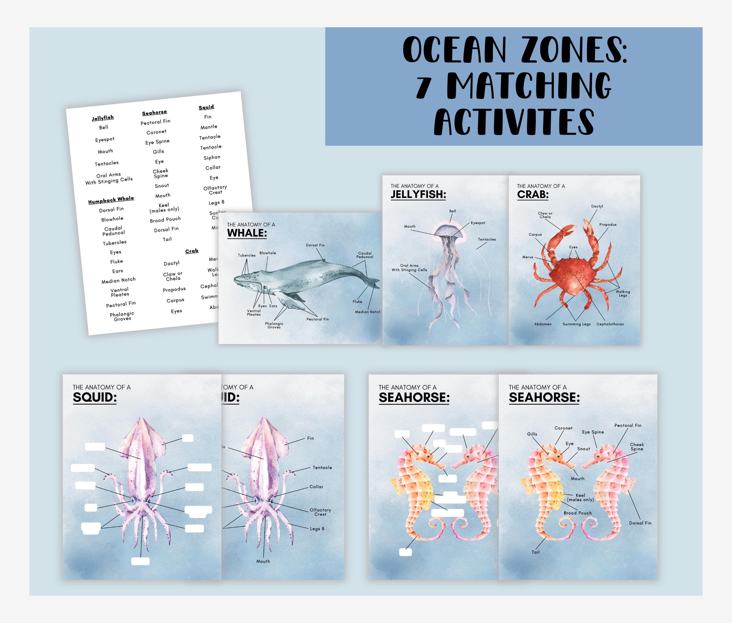 OCEAN Unit Study Educational Resources for Teachers, Homeschool and ...