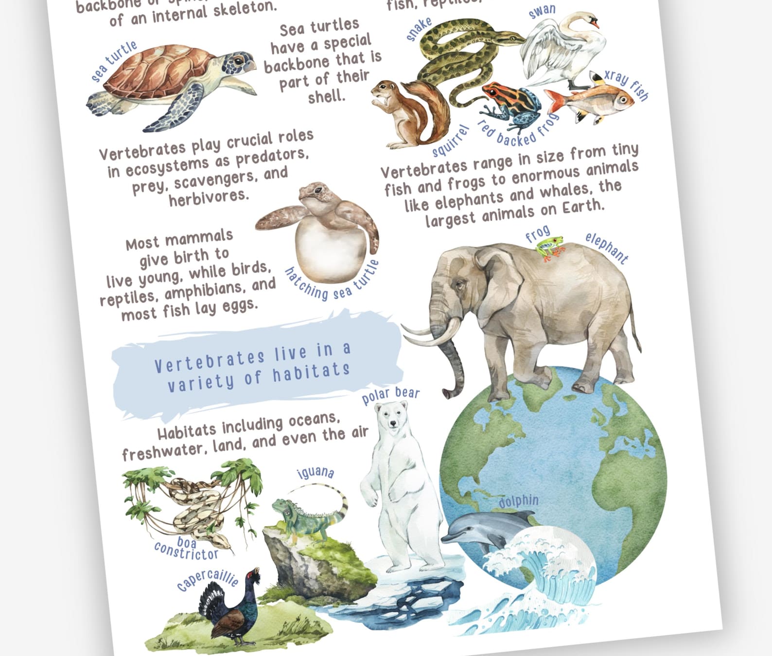 ANIMAL KINGDOM Unit Study Educational Resources for Teachers ...