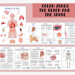 Human Anatomy Unit Study Educational Pack for Teachers, Homeschooling ...