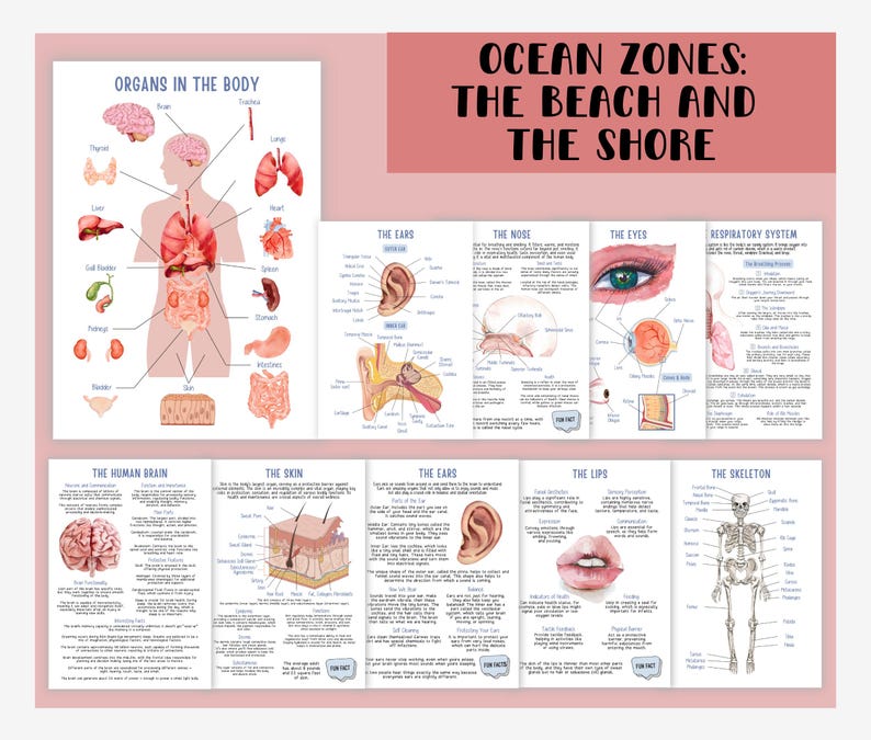 Human Anatomy Unit Study Educational Pack for Teachers, Homeschooling ...