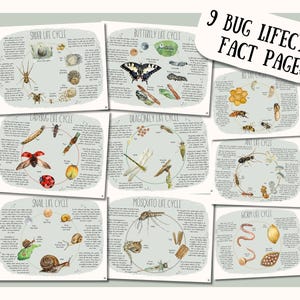Insect Study and Bug Life Cycles for Kids | Printable Booklet With ...