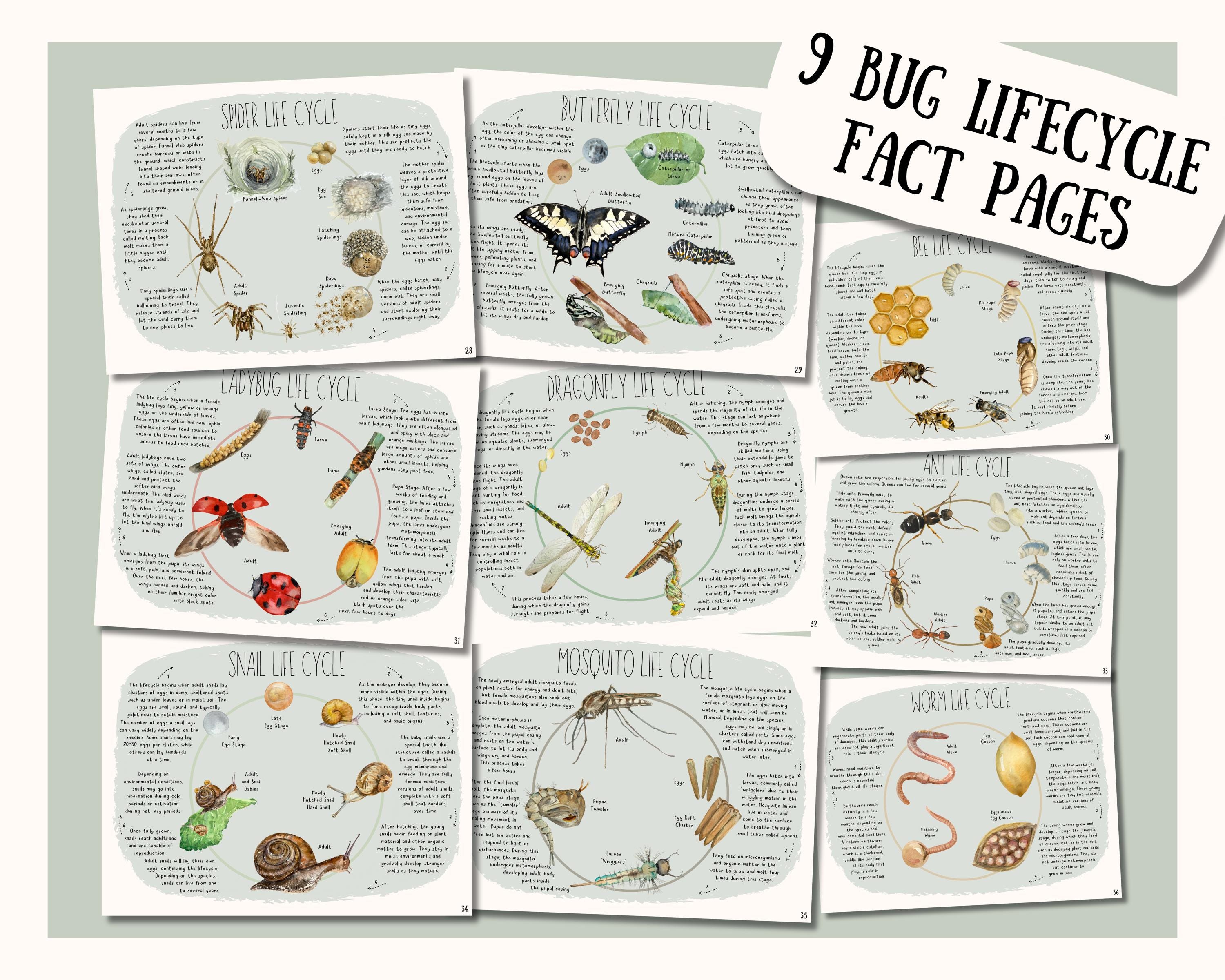 Insect Study and Bug Life Cycles for Kids | Printable Booklet With ...