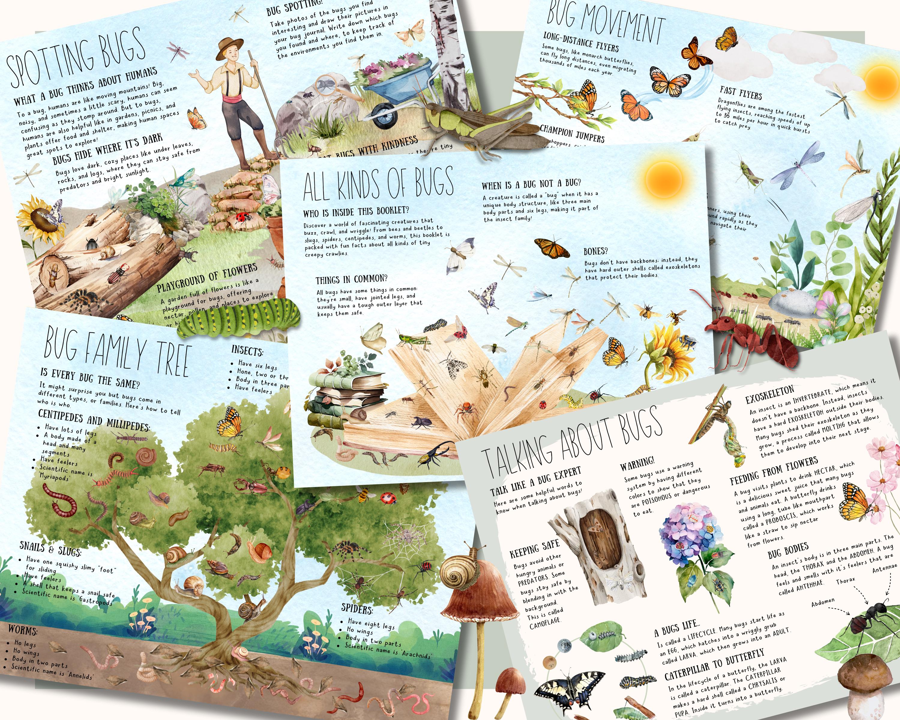 Insect Study and Bug Life Cycles for Kids | Printable Booklet With ...
