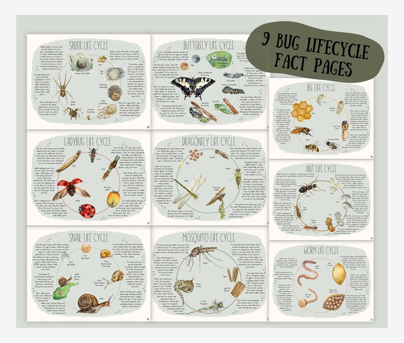 Homeschool Unit Study Bundle: Ocean, Bugs, Animals, Human Body (digital ...