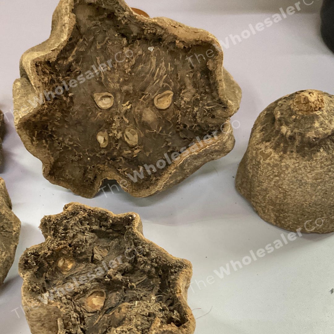 Balam Kheera Phal (dry) - Balam Khira Fruit - Kigelia Africana - Etsy