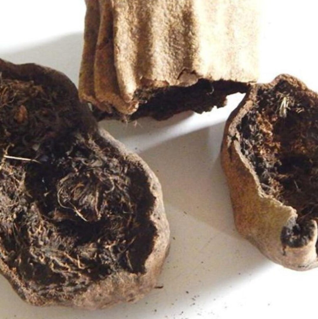 Balam Kheera Phal dry Balam Khira Fruit Kigelia Africana - Etsy