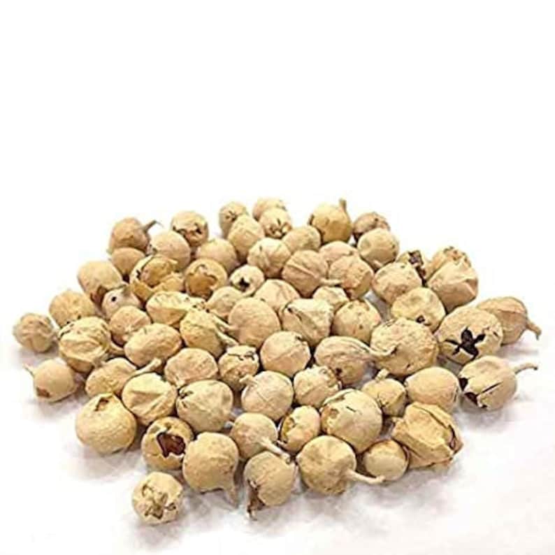 Paneer Dodi - Paneer Ke Phool - Withania Coagulan - Etsy