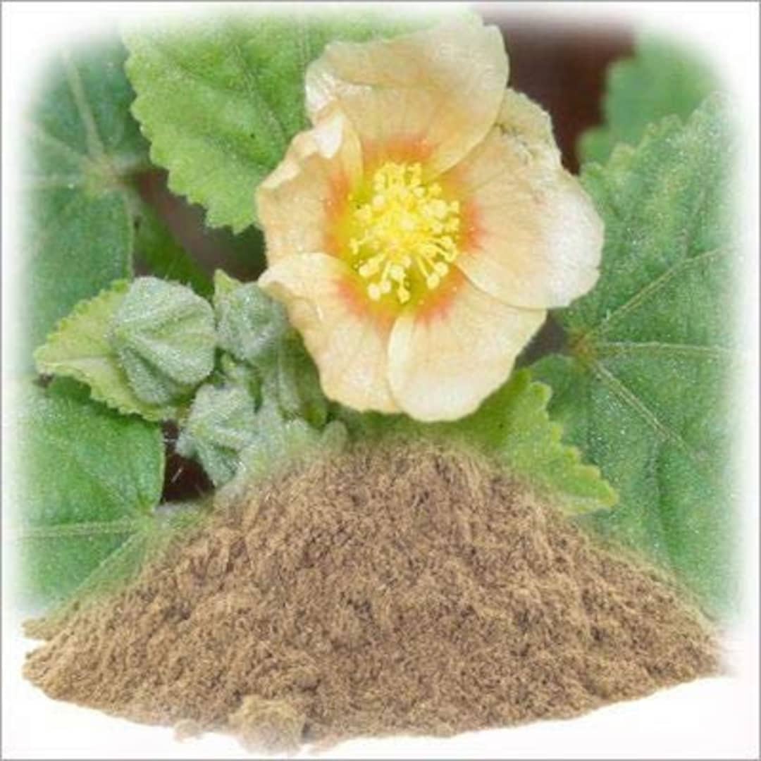 Bala Root Powder - Balamoola - Sida Cordifolia - Etsy