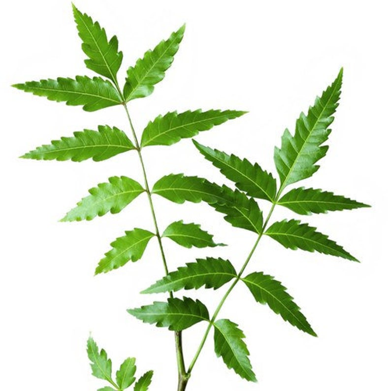 Neem Leaves Neem Niboli Azadirachta Indica Neem Patti - Etsy