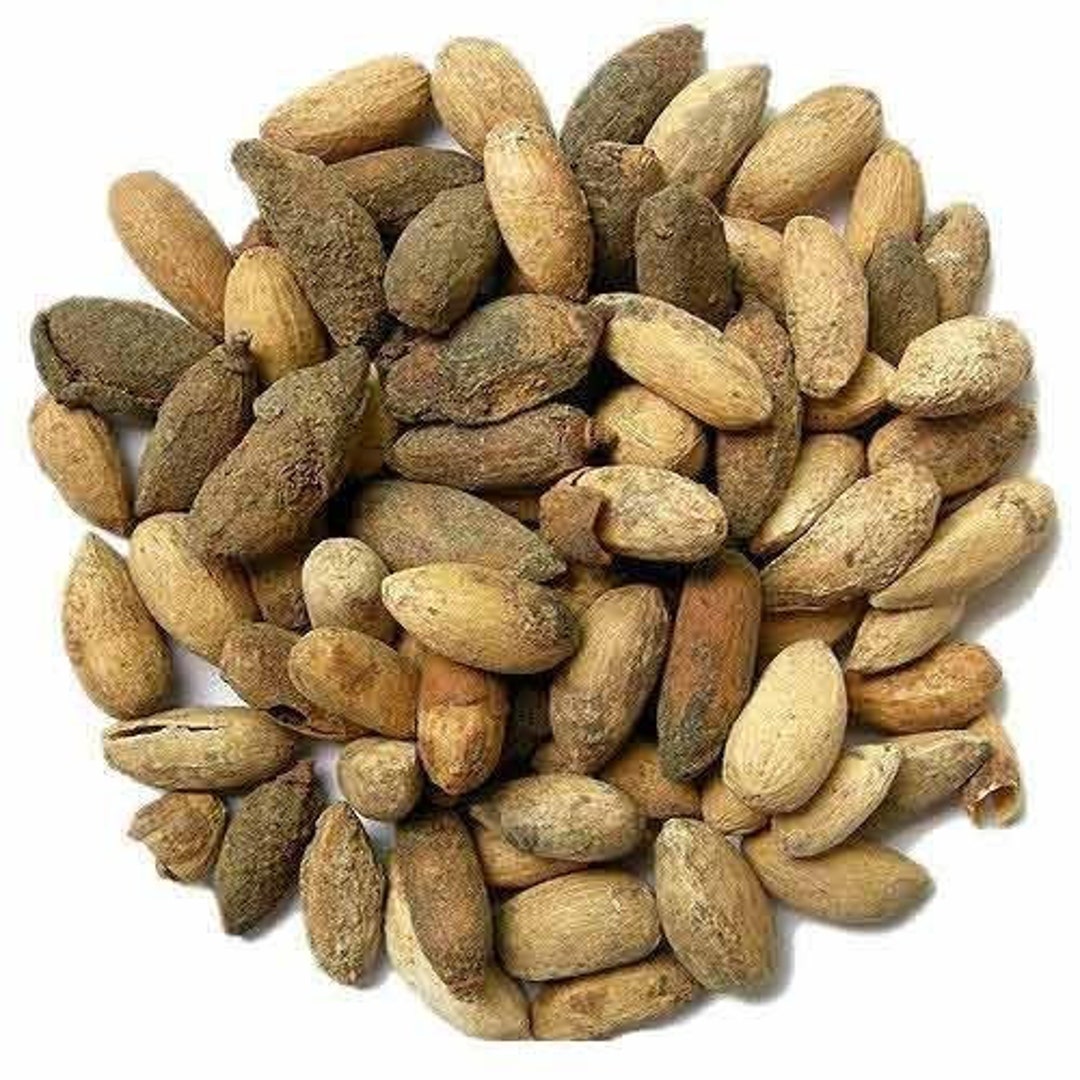 Neem Seeds - Magaj Neem - Neem Niboli - Azadirachta Indica Seeds - Etsy