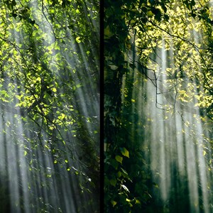 4 Forest Green Mobile & Desktop Lightroom Preset Pack | Forest Preset ...