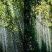 4 Forest Green Mobile & Desktop Lightroom Preset Pack | Forest Preset ...