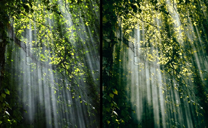Forest Green Lightroom Presets | Earthy, Moody Tones (desktop & Mobile ...