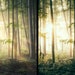 4 Forest Green Mobile & Desktop Lightroom Preset Pack | Forest Preset ...