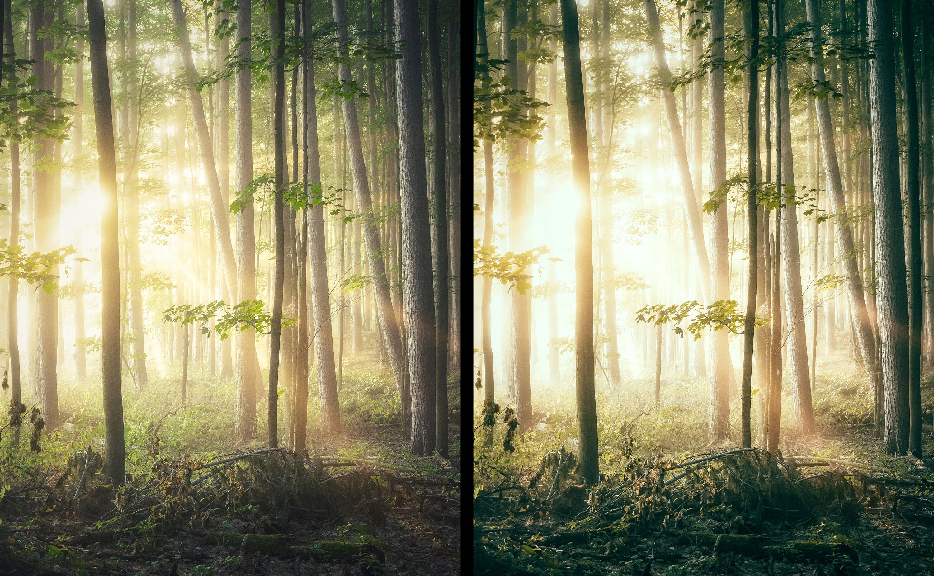 4 Forest Green Mobile & Desktop Lightroom Preset Pack | Forest Preset ...