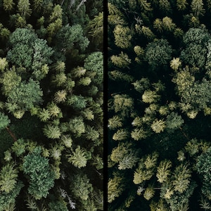 4 Forest Green Mobile & Desktop Lightroom Preset Pack | Forest Preset ...