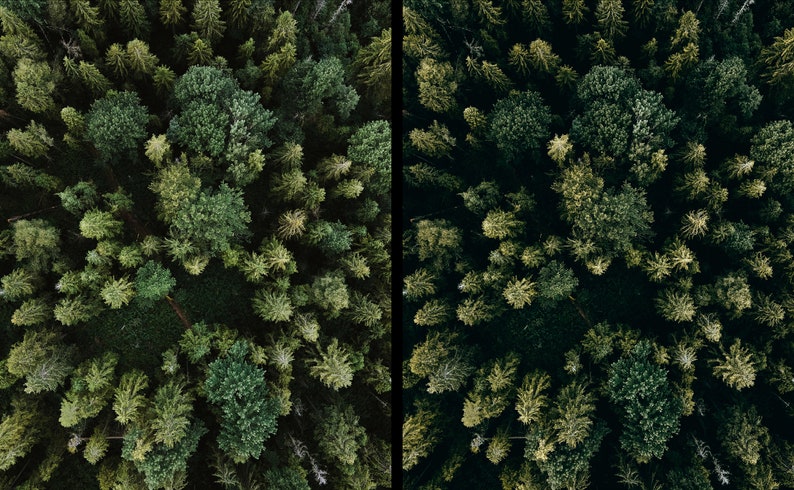 4 Forest Green Mobile & Desktop Lightroom Preset Pack | Forest Preset ...