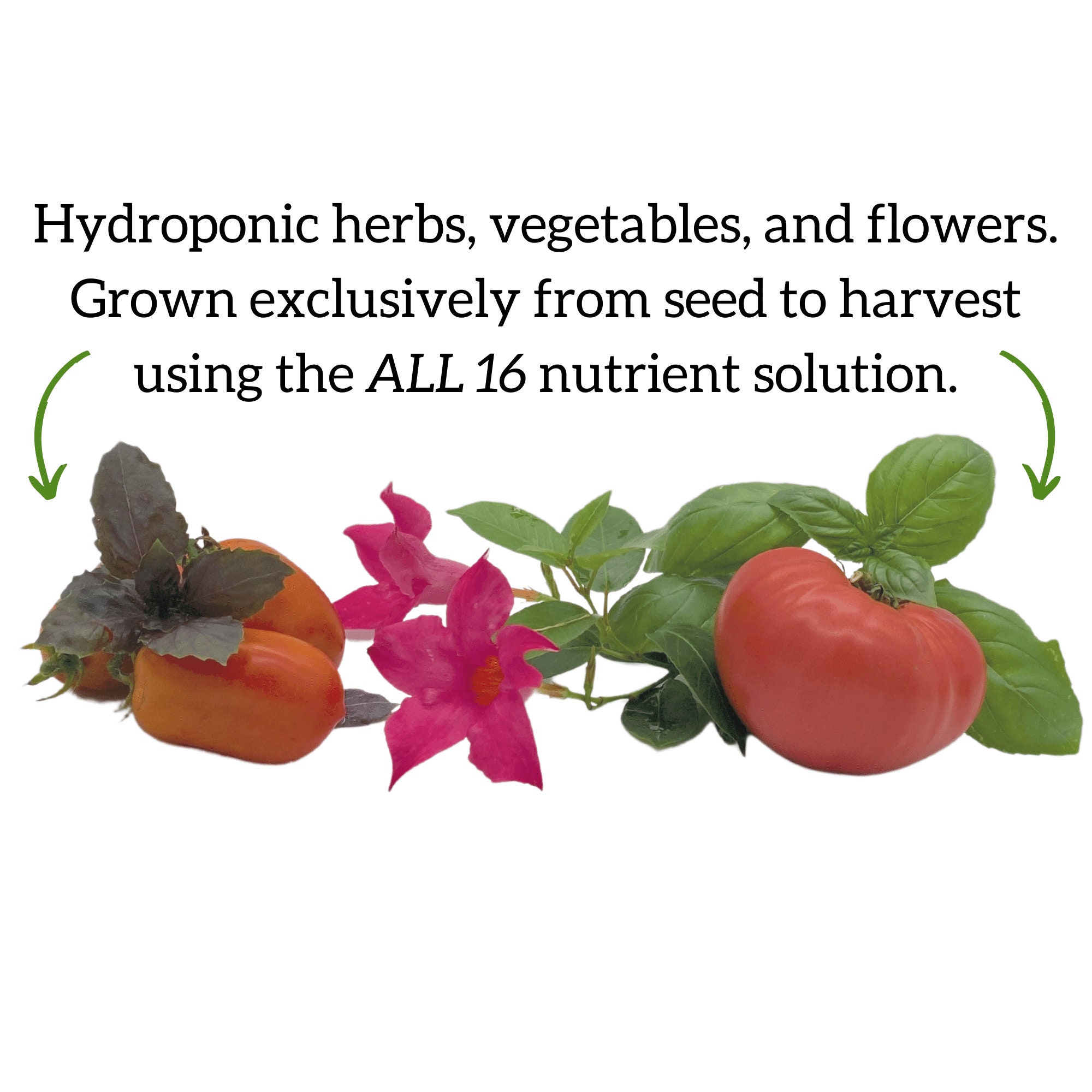 Root-to-fruit Plant Food for Gardening and Hydroponics: Two 2 Bottles ...