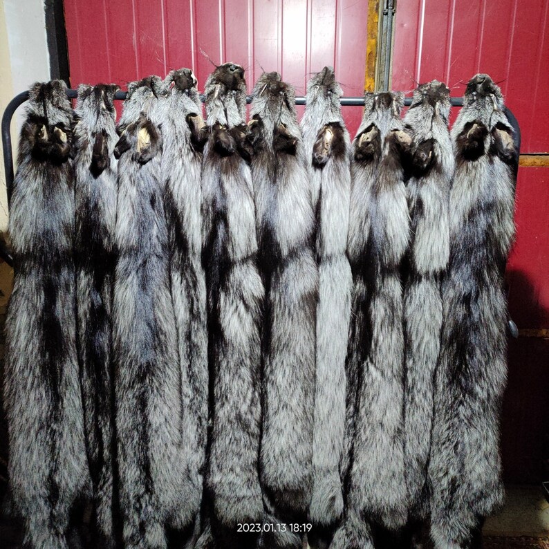 MEGA SIZE Genuine Silver Fox Fur 63' Tails Saga Furs Both Sides High ...