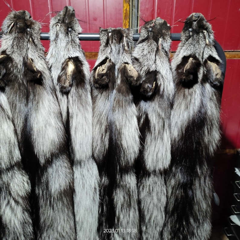 MEGA SIZE Genuine Silver Fox Fur 63' Tails Saga Furs Both Sides High ...