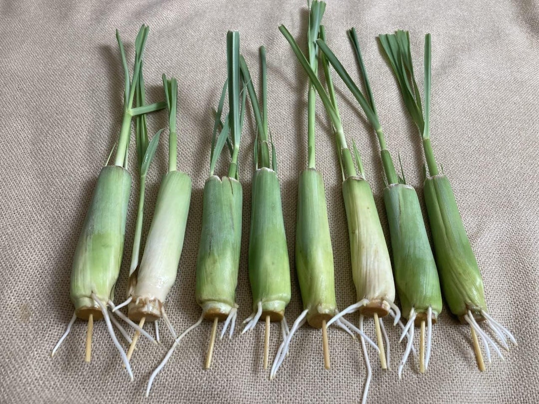 8 Fresh Lemongrass Stalks Rooted | Easy and Fast Growing Lemon Grass ...
