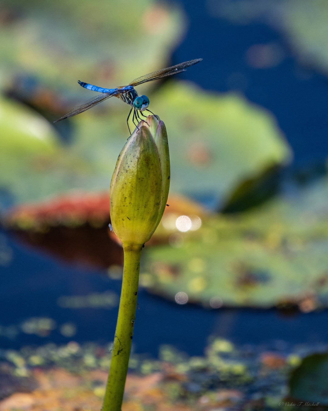 Blue Dragon Fly - Etsy