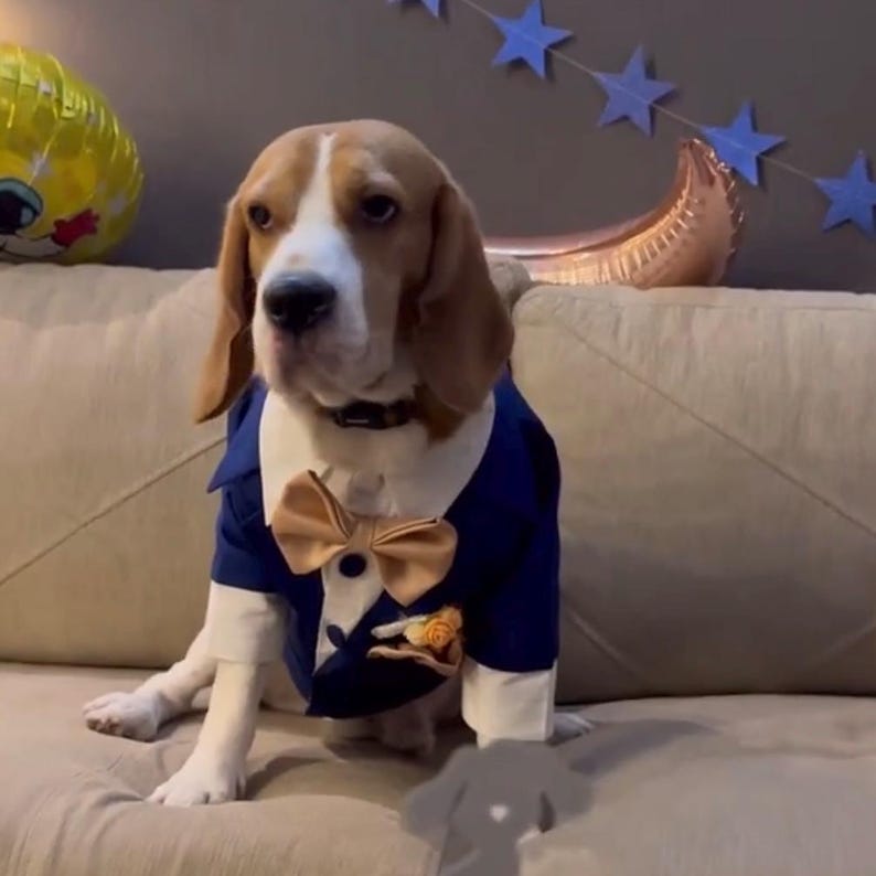 Customizable Dog Tuxedo With Bowtie, Pet Wedding Attire - Etsy