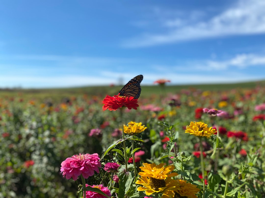 Butterfly in a Field of Flowers Digital Image - Etsy