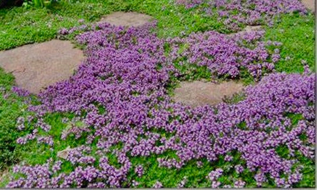 Creeping Thyme Seeds, Thymus Serpyllum, Lawn Alternative, Edible ...