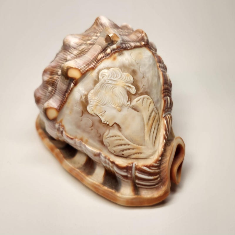 Cameo Conch Shell - Etsy