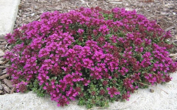 Red Creeping Thyme Live Starter Plant - Etsy
