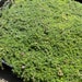 Red Creeping Thyme Live Starter Plant - Etsy