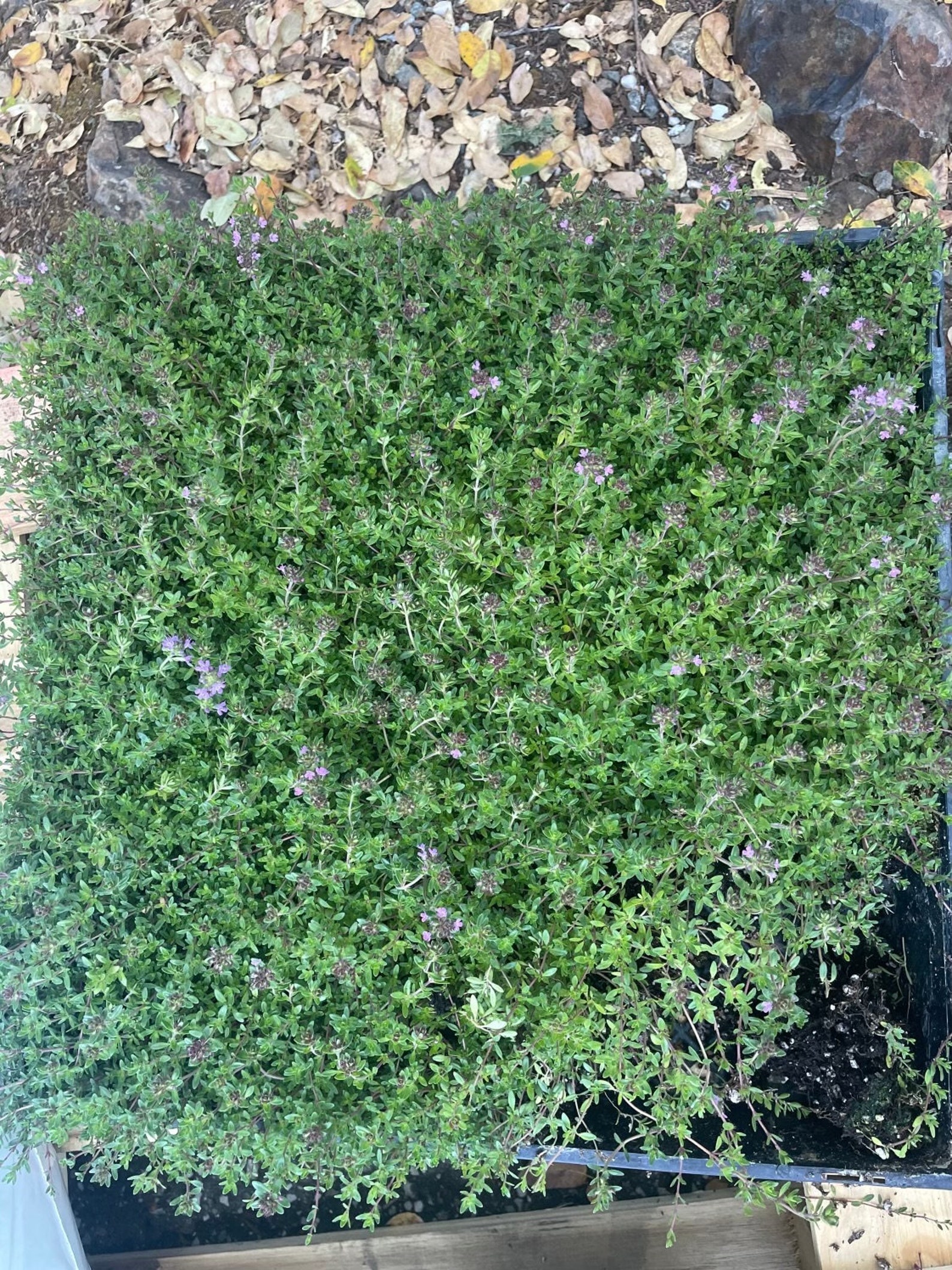 Red Creeping Thyme Live Starter Plant - Etsy