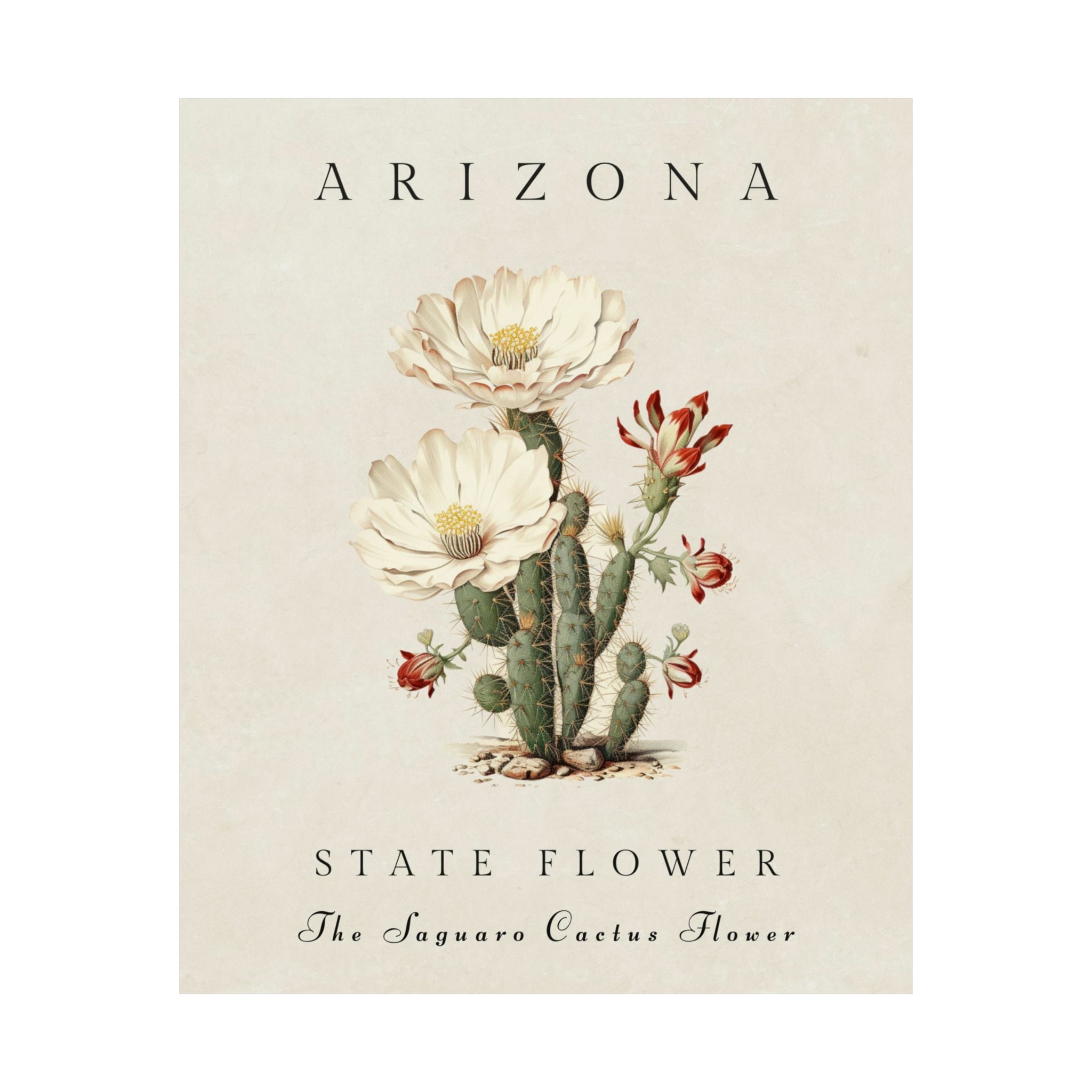 Arizona State Flower Print, Arizona Flower Market Art Print, Saguaro ...
