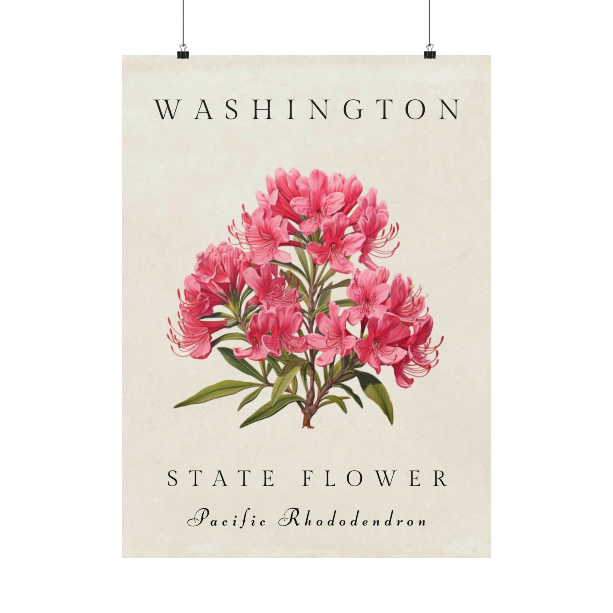 Coast Rhododendron Illustration Art Print - Washington State Floral ...