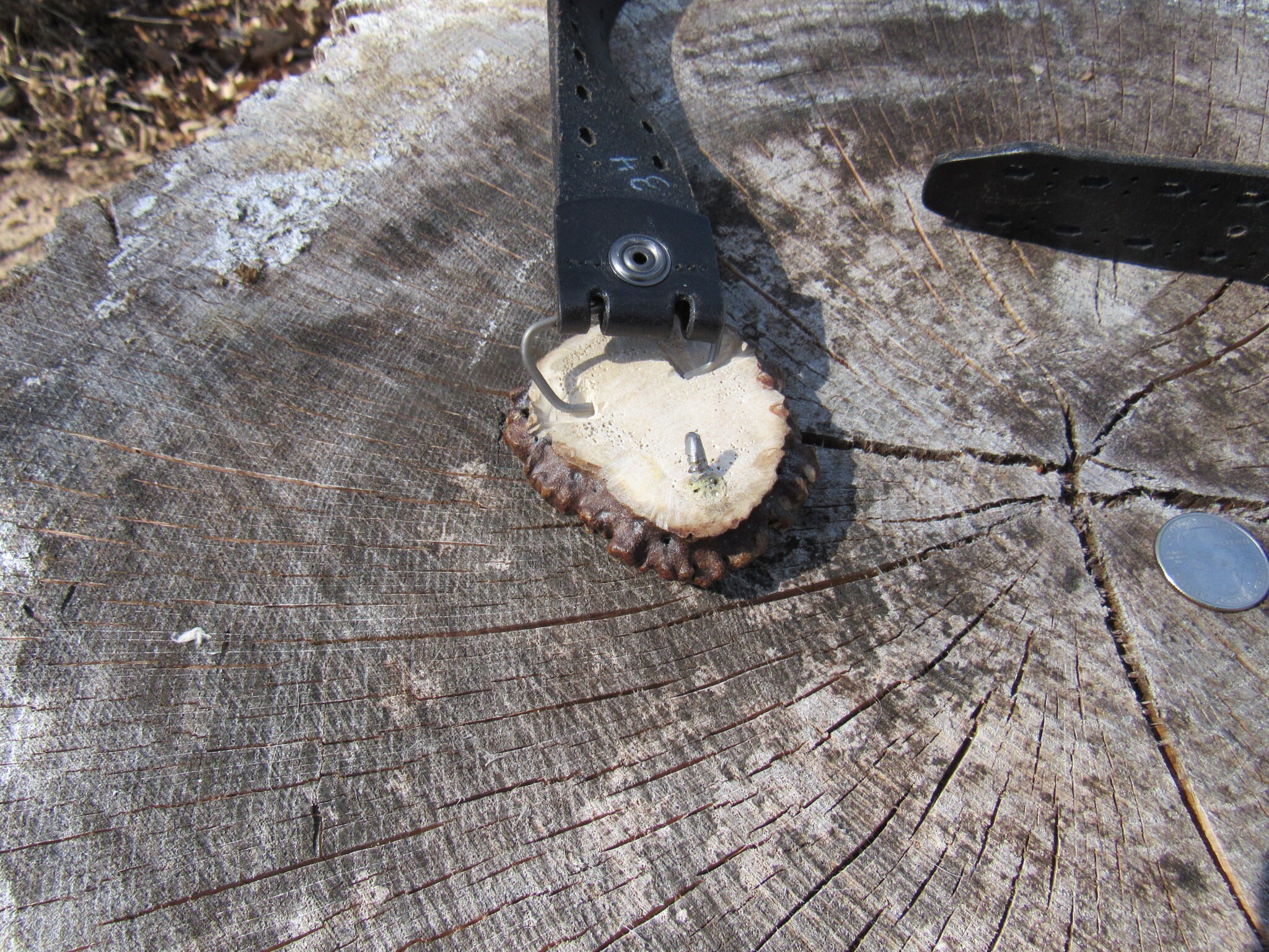 Lynx Elks Antler Belt Buckle - Etsy