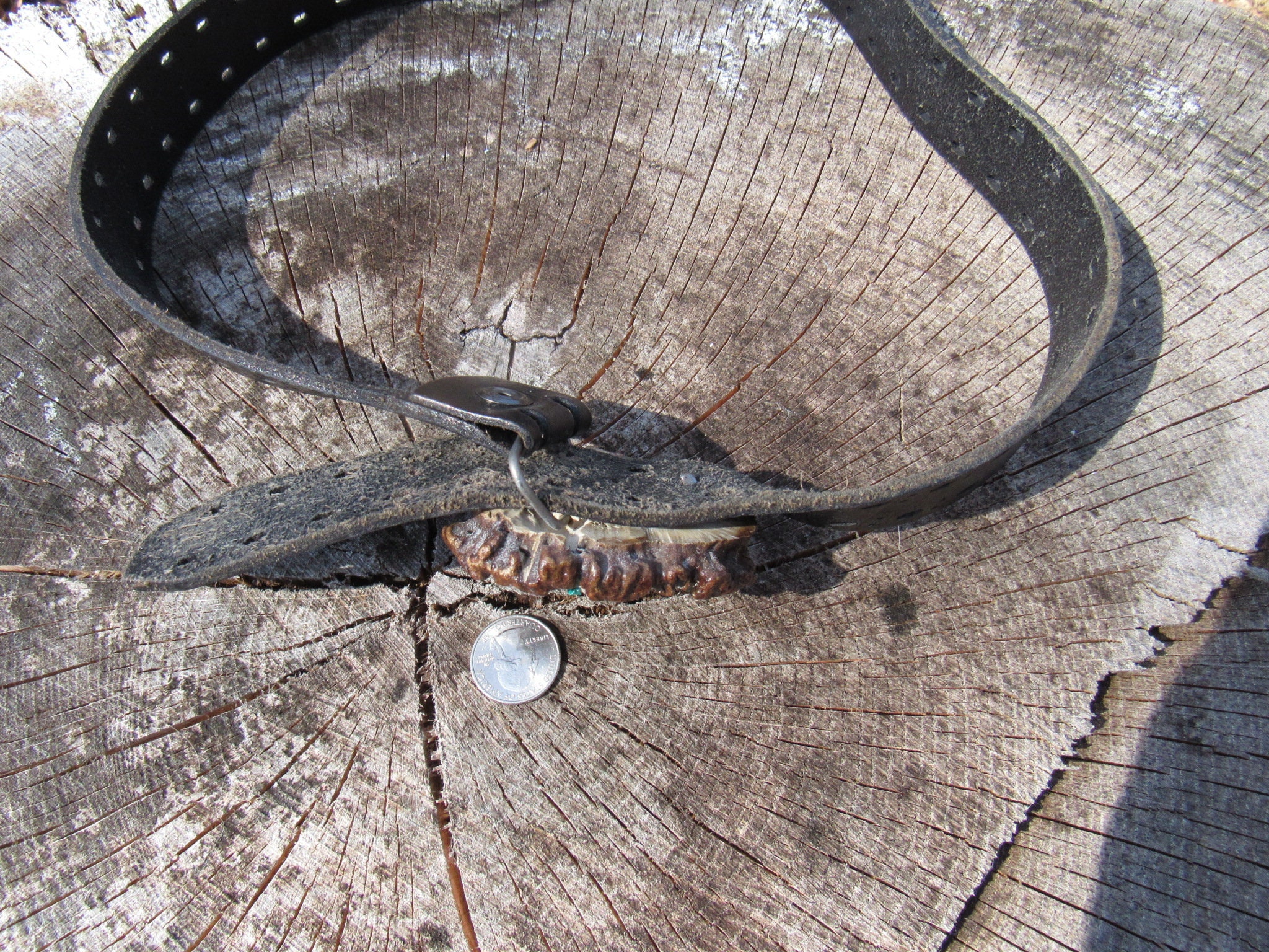 Lynx Elks Antler Belt Buckle - Etsy