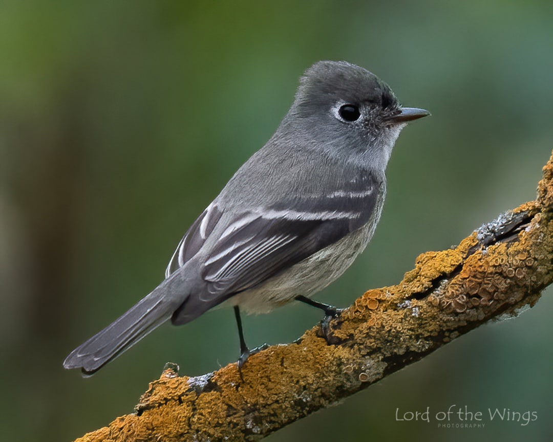 Beautiful Hammond's Flycatcher, Bird Photo, Digital Print, Songbird ...