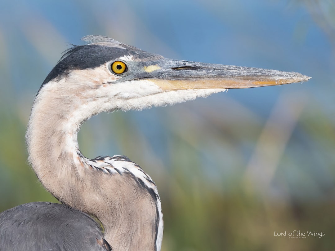 Great Blue Heron Printable Photo, Bird Print, Original Photo, Heron ...