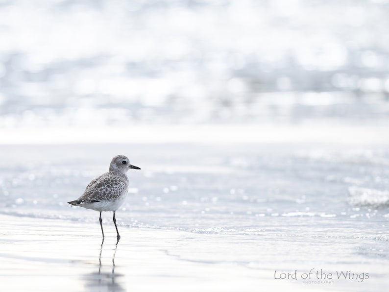 Shorebird Print, Original Photo, Beach Bird, Home Decor, Surf, Water ...