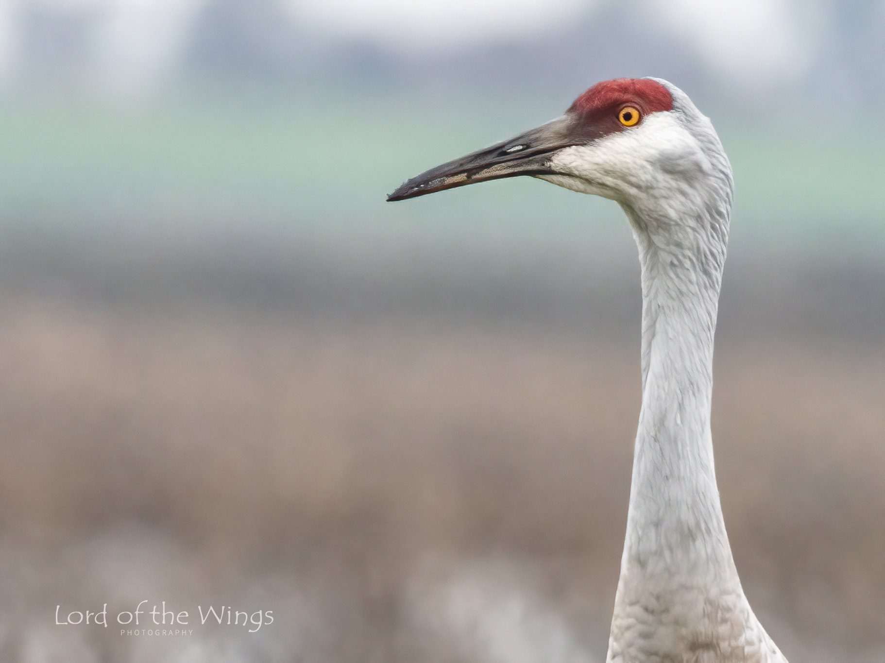 Sandhill Crane, Digital Print, Bird Photo, Printable, California ...
