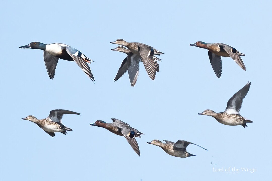 Ducks in Flight, Original Photo, Digital Download, Bird Print, Duck ...