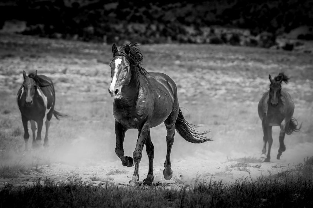 Onaqui Wild Mustang Herd Print, Black and White Horse Running ...