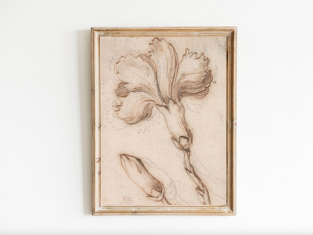 Antique Carnation Sketch Vintage Printable Fine Art 1600s - Etsy