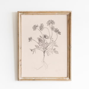 Vintage Botanical Print, Antique Wildflower Illustration (digital ...