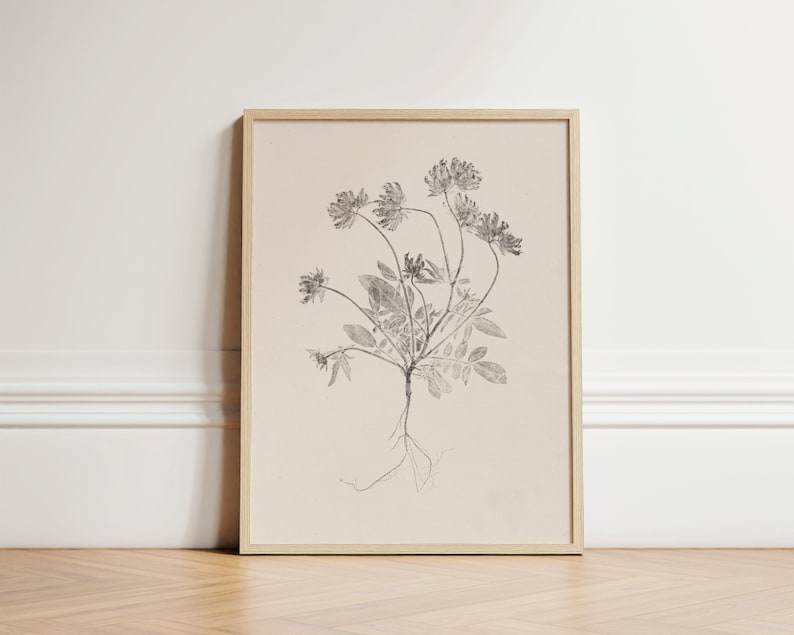 Vintage Botanical Print, Antique Wildflower Illustration (digital ...