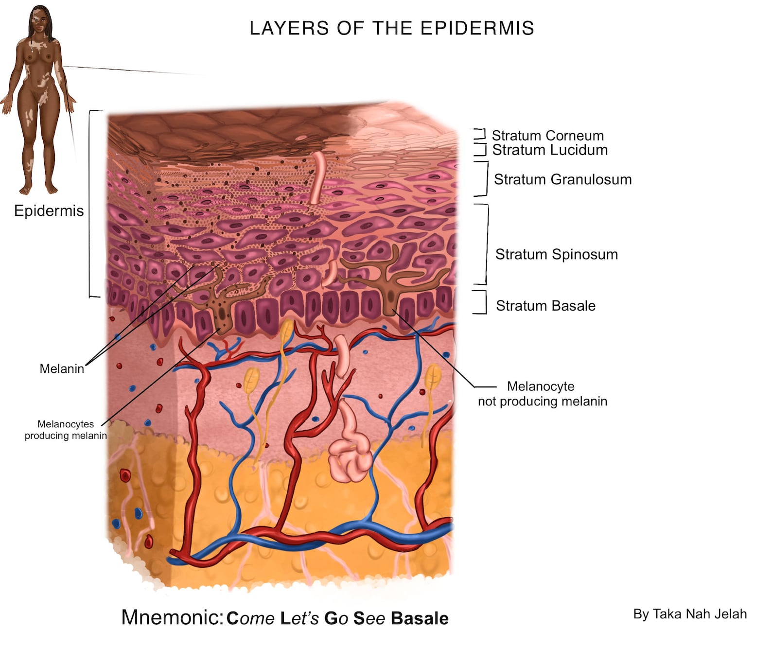 Skin Layers Medical Illustration. Black Skin Layer. Dermatology Gift ...