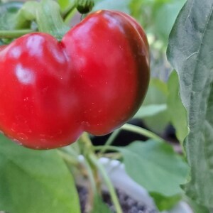 30 Mini Bell Pepper Seeds - Etsy