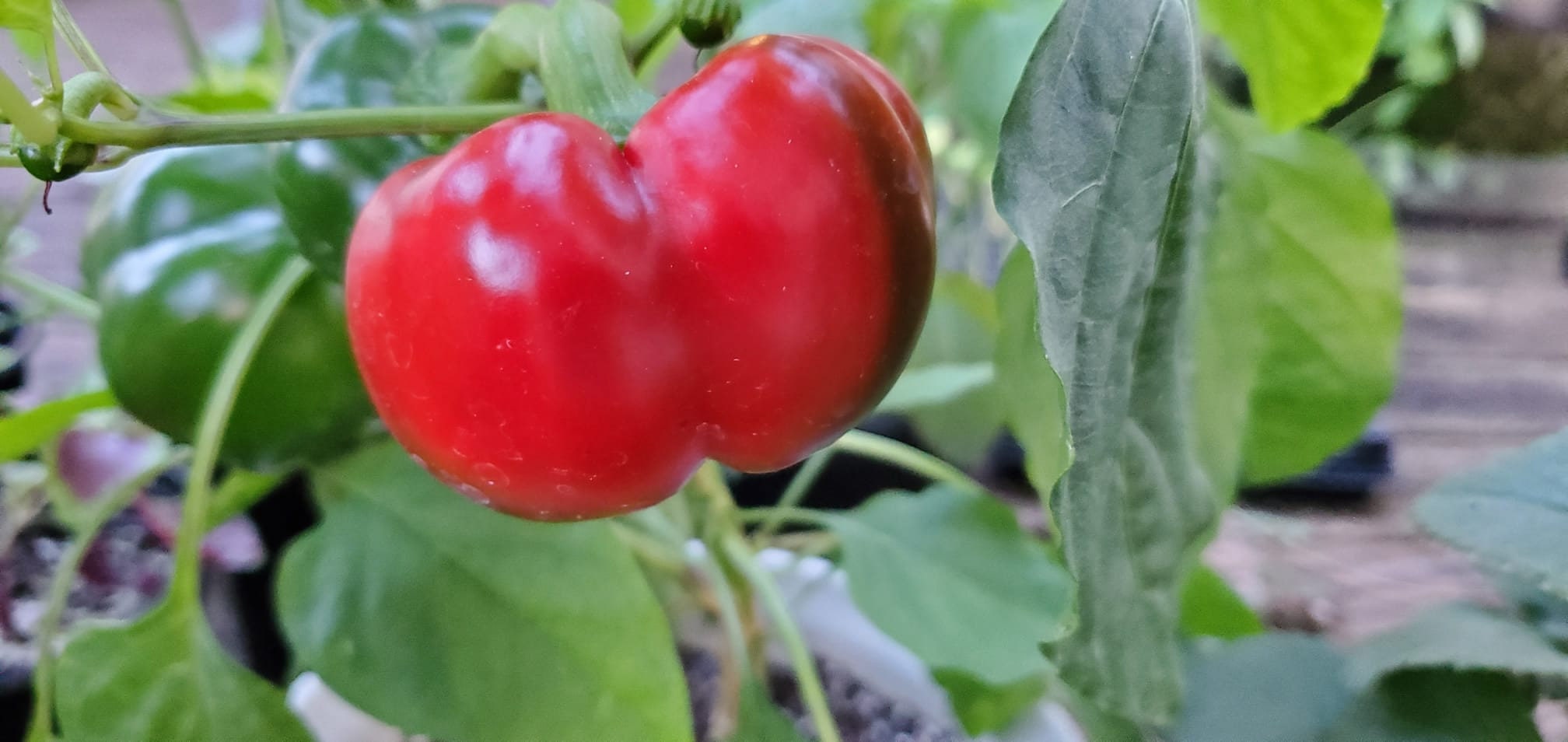 30 Mini Bell Pepper Seeds - Etsy